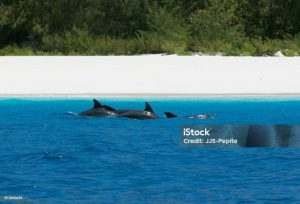 10 Days Tanzania Safari & Beach Holiday 2026/2027/2028 | Paradise ...
